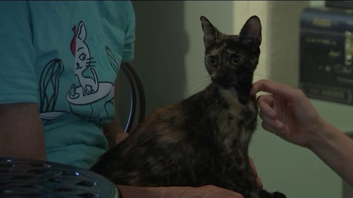 Philly cat café hopes to help cats find ‘fur-ever’ homes – NBC10 ...