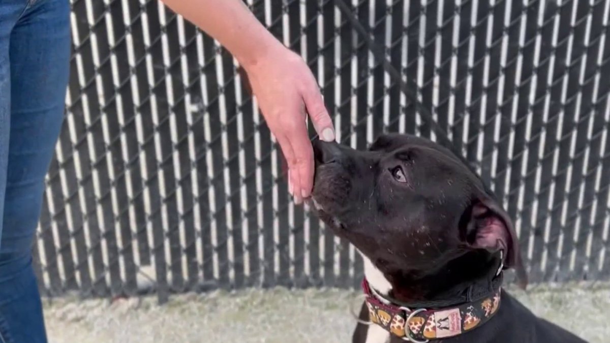 Bringing attention to illegal dog fighting and how the public can help ...