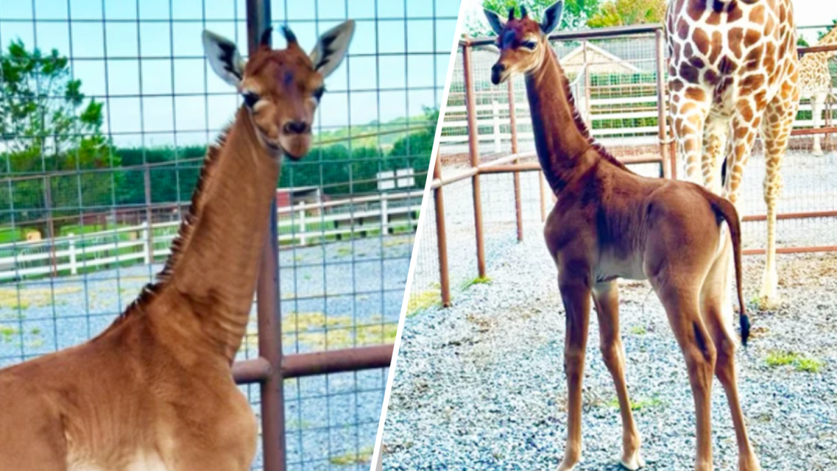 Giraffe with no spots born at Tennessee Zoo – NBC10 Philadelphia