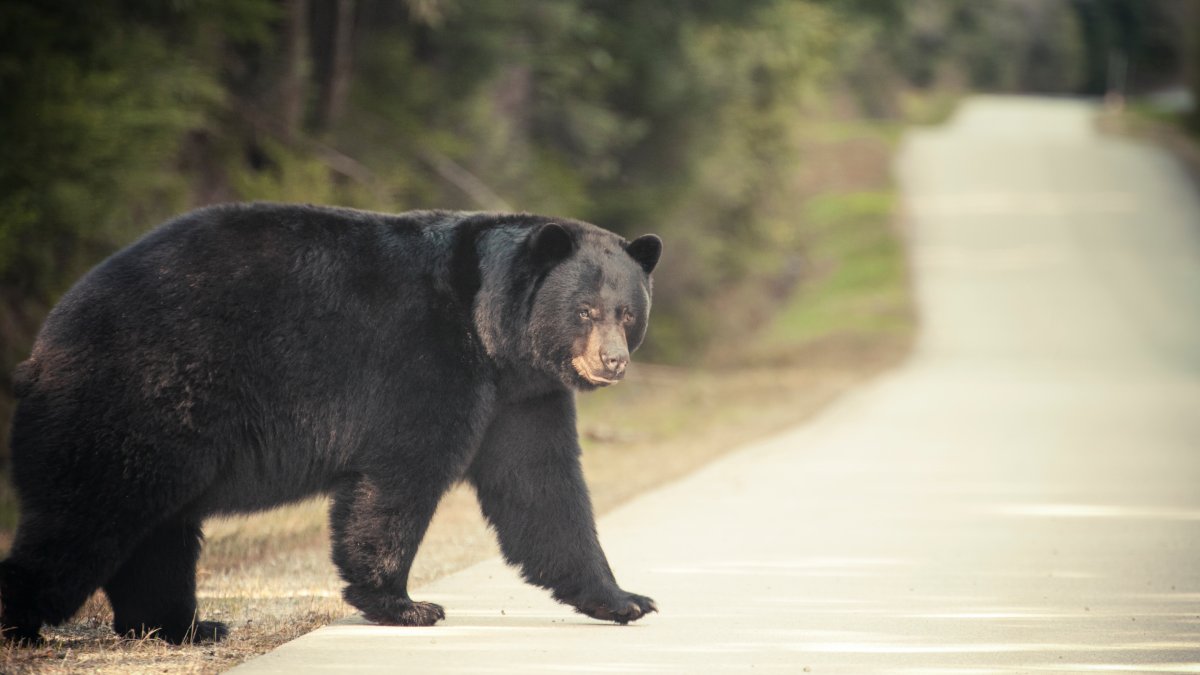 Black bear spotted roaming in Perkasie, Bucks County – NBC10 Philadelphia