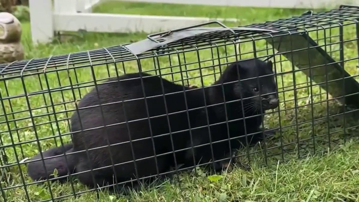 6,000 to 8,000 minks on loose after hole cut in Pa. farm’s fence ...