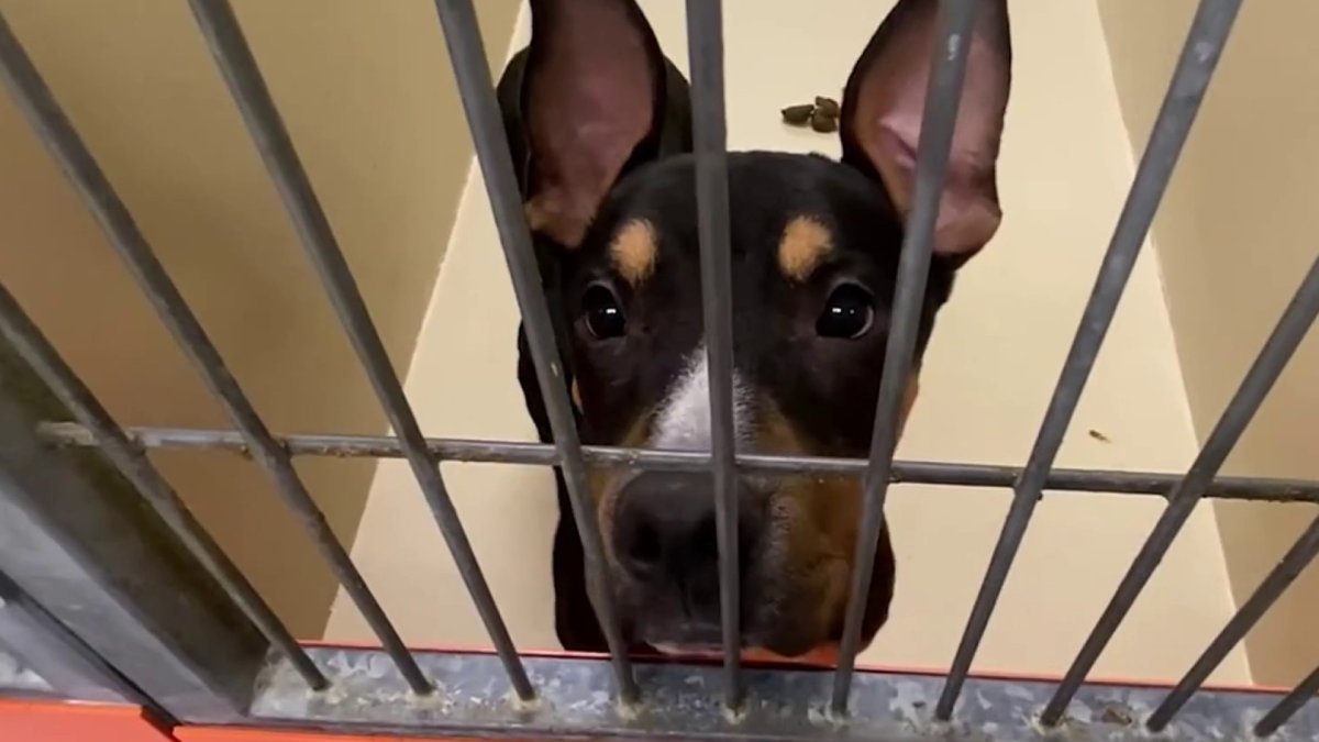 Call for animal lovers to adopt amid overcrowding at ACCT Philly ...