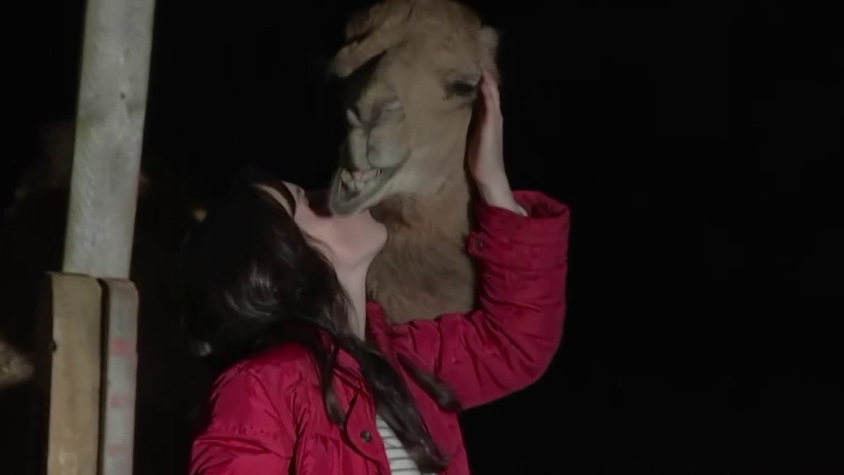 Camel kisses, smashing pumpkins at ‘Farm-o-ween’ at Montco animal ...