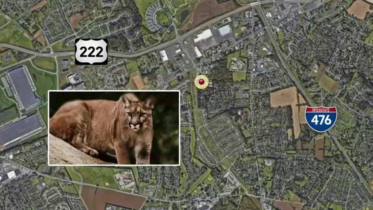 Was a mountain lion spotted in Pennsylvania’s Lehigh County? – NBC10 ...