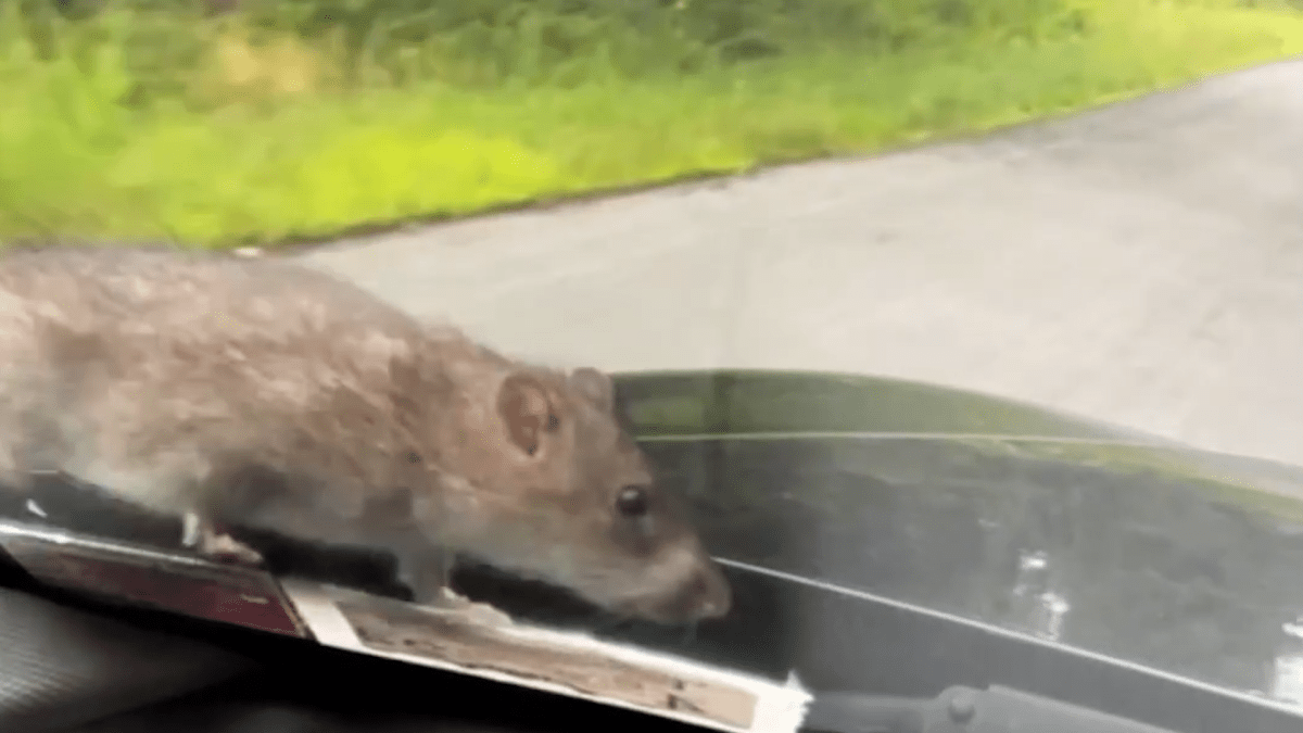 ‘Just absurd’: New Yorker describes viral video of rat hitching ride to ...