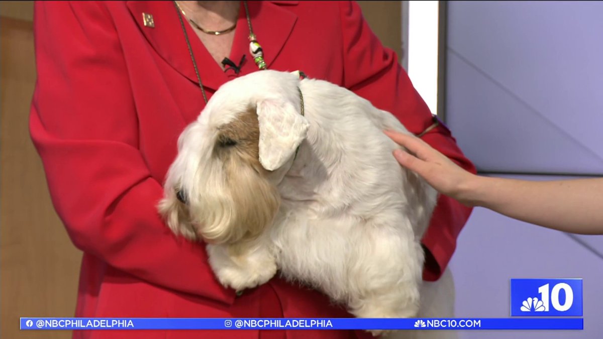 ‘Stache’ is in the house to celebrate Best in Show at National Dog Show ...