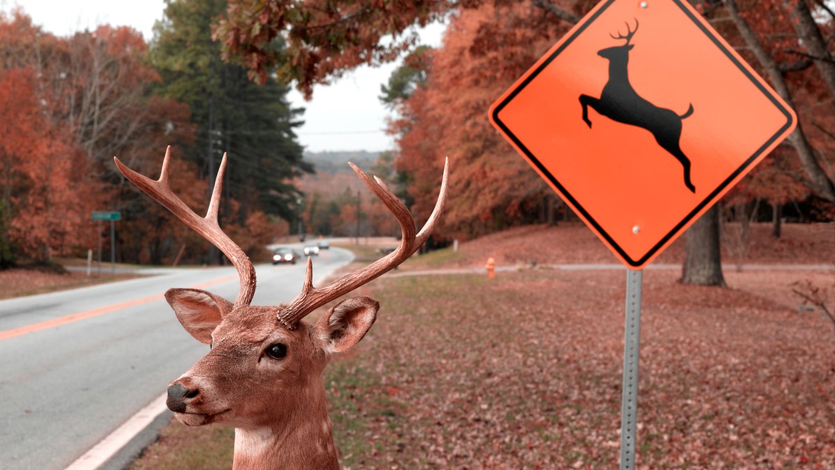 Pa. officials advise drivers to stay alert as deer activity increases ...
