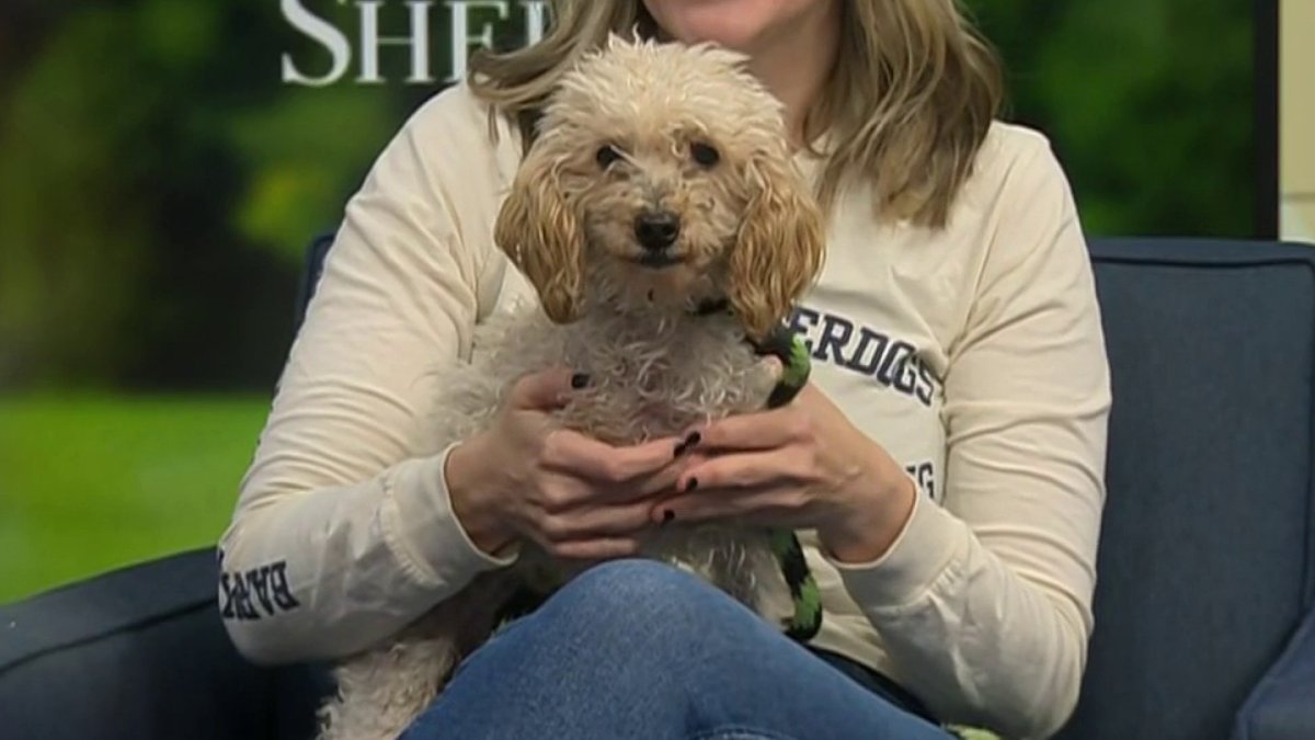 Clear the Shelters: Meet Tisha – NBC10 Philadelphia