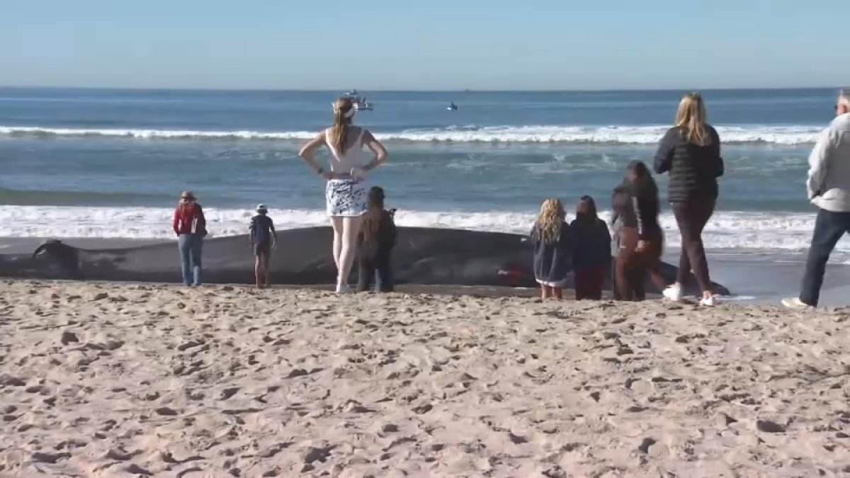 52-ft. whale washes ashore on Pacific Beach in San Diego; NOAA researchers investigating – NBC10 ...