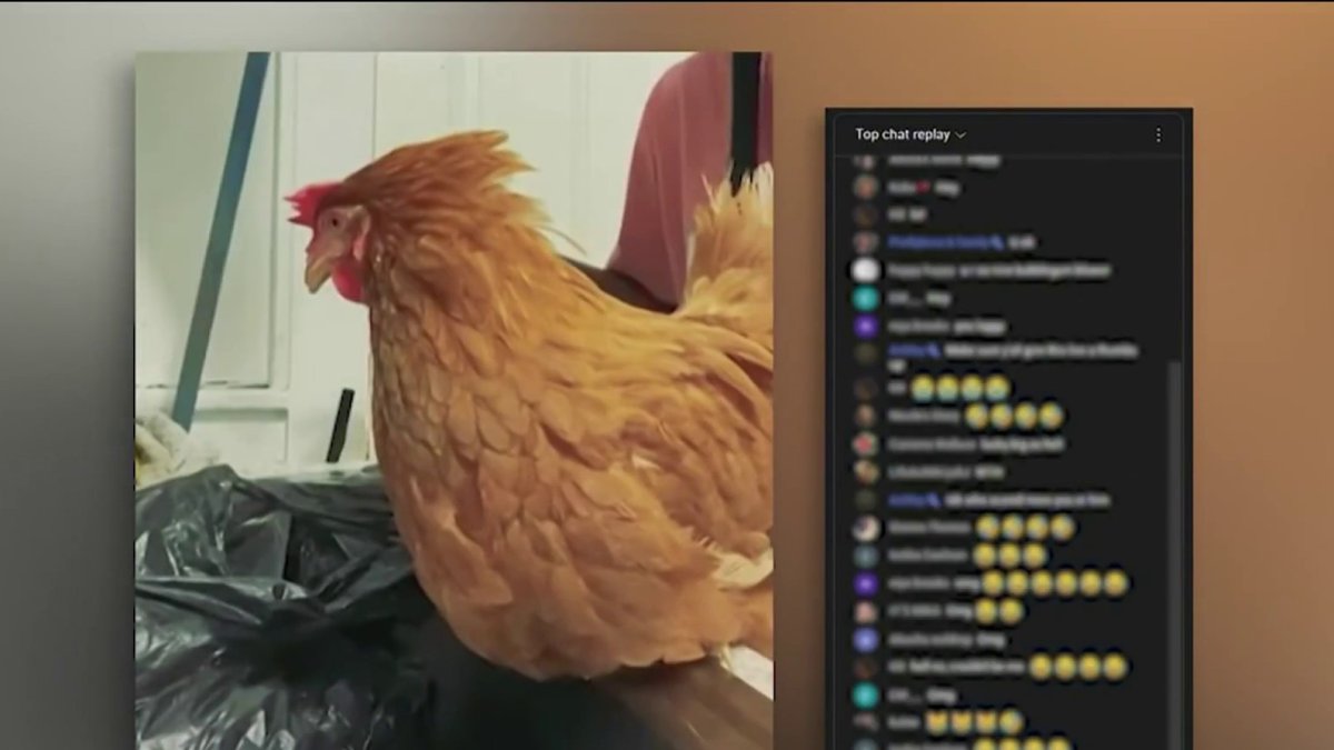 Woman facing several charges after posting YouTube videos of her ...