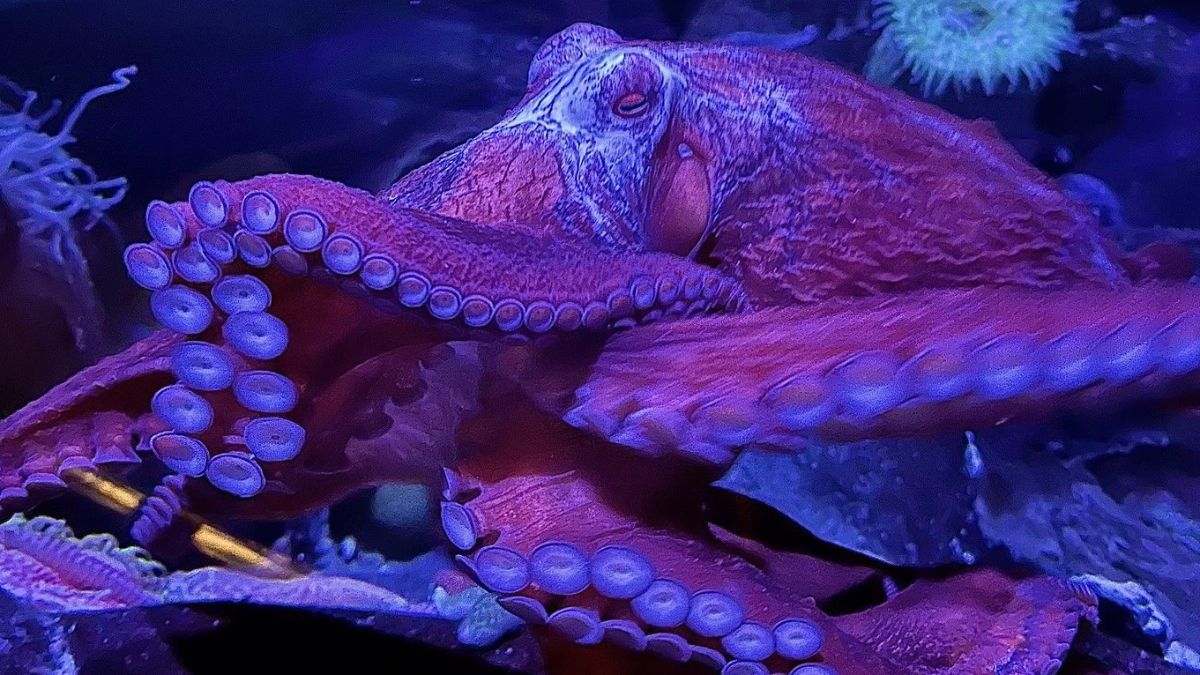 Adventure Aquarium reveals name for new giant Pacific octopus – NBC10 ...