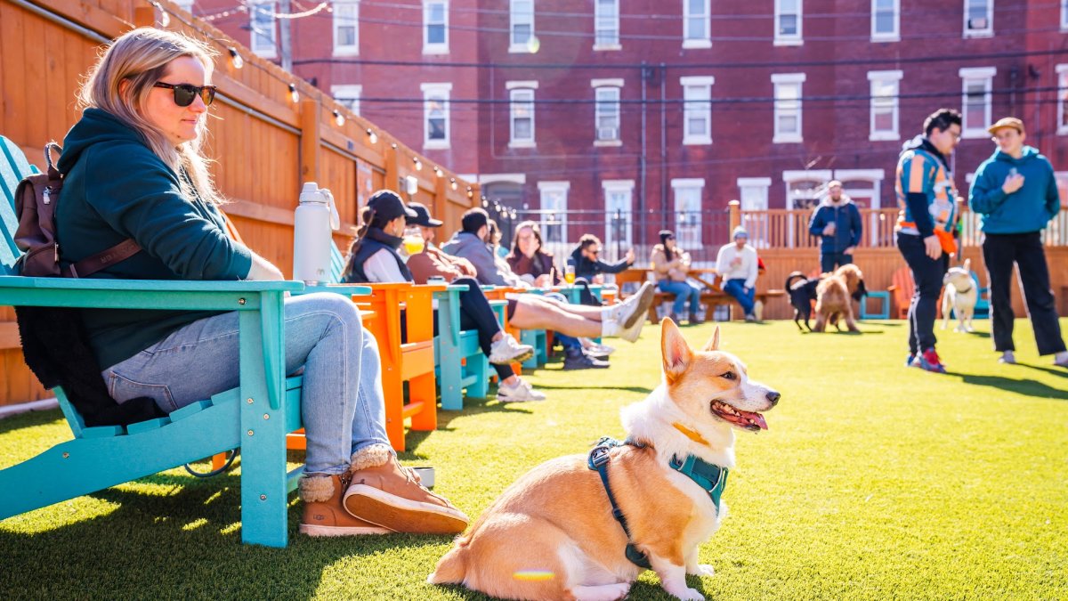 The Boozy Mutt aims to help senior dogs get adopted on Super Bowl ...