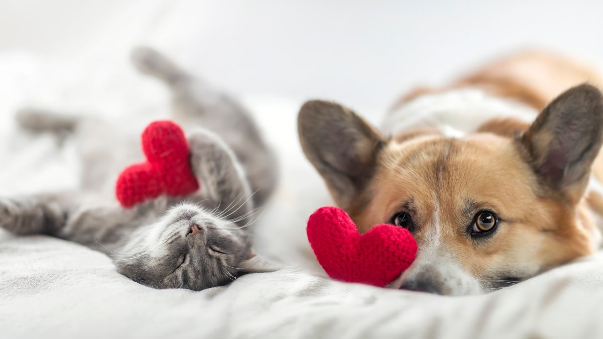NJ animal shelter reduces adoption fees to $5 now through Valentine’s ...