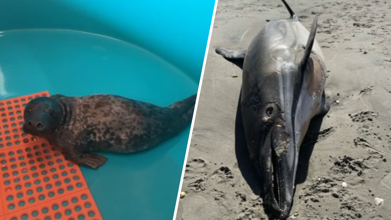 Rescued seals safety return to the ocean in Brigantine – NBC10 Philadelphia