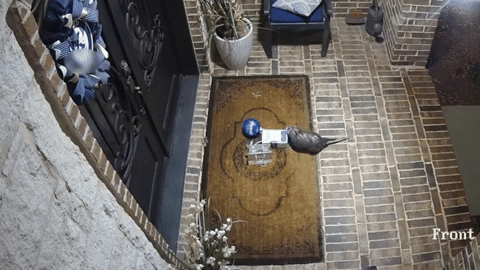Opossum porch pirate snatches cookies from Texas house – NBC10 Philadelphia