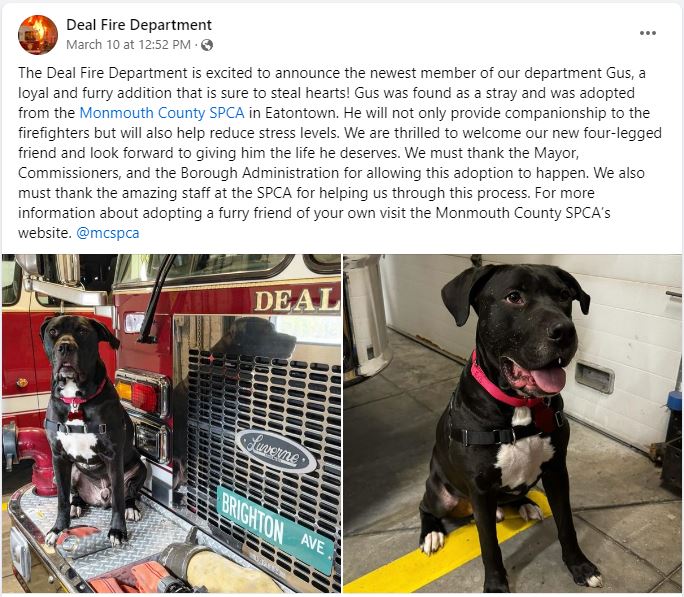 The newest New Jersey firefighter at the shore has four legs – NBC10 ...