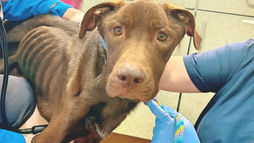 Pair charged with animal cruelty in Lancaster County – NBC10 Philadelphia