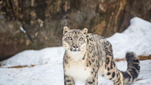 Philadelphia Zoo welcomes 3-year-old snow leopard named Marcy – NBC10 ...