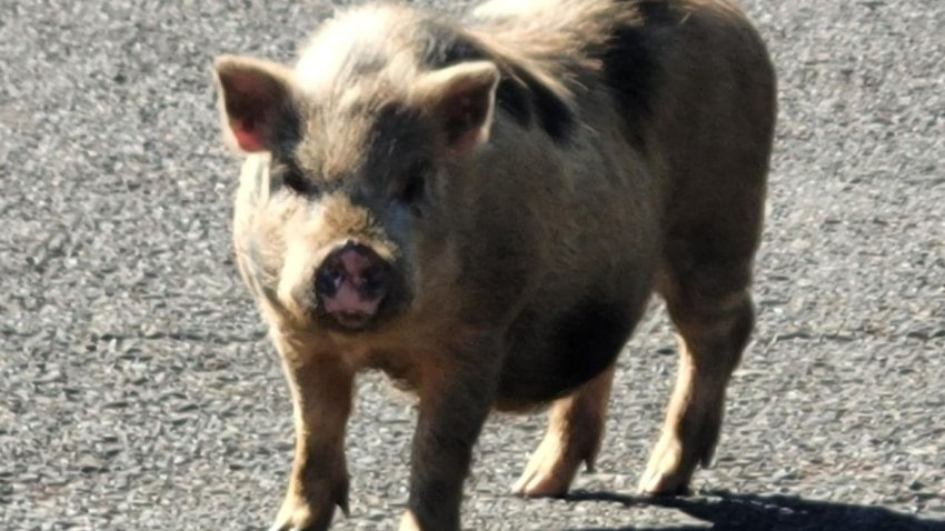 Police wrangle lost pig in Cheltenham Township – NBC10 Philadelphia