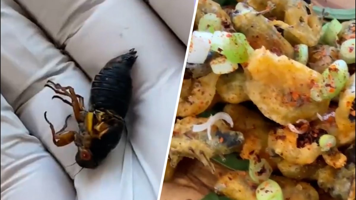 Food blogger makes tempura-battered cicadas – NBC10 Philadelphia
