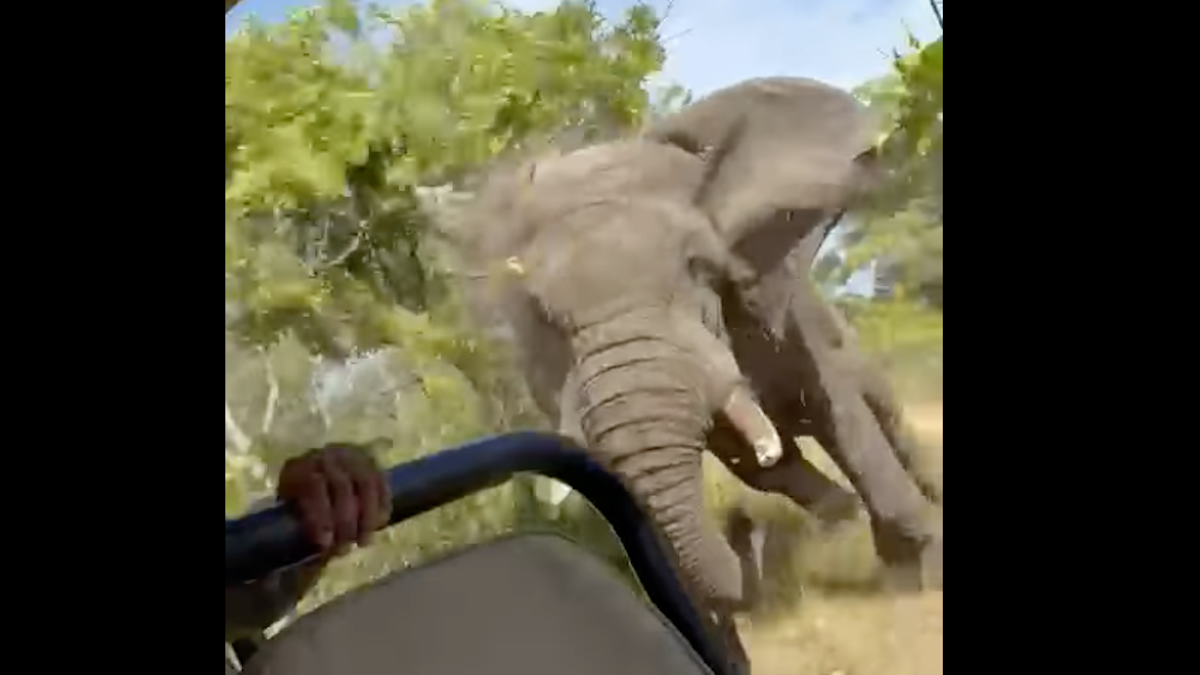 Elderly American tourist killed in elephant attack while on safari in Zambia – NBC10 Philadelphia