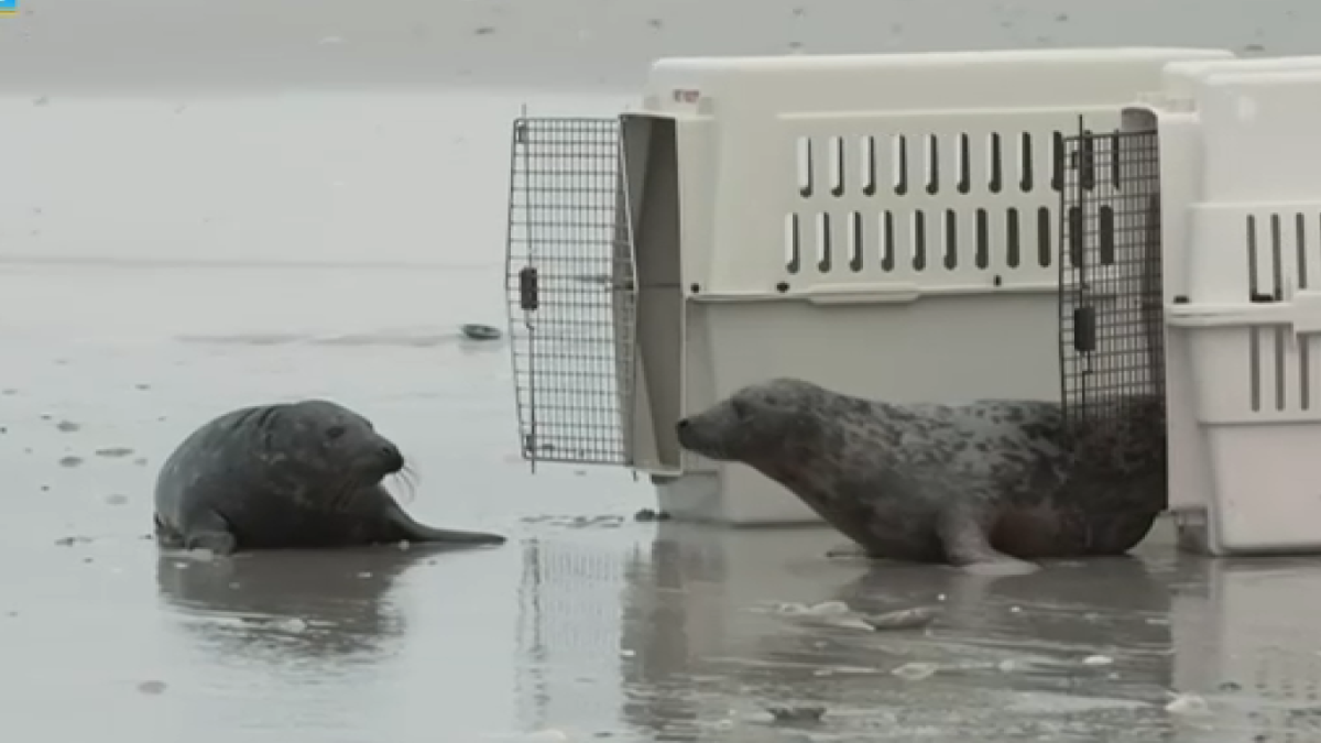 Rescued seals safety return to the ocean in Brigantine – NBC10 Philadelphia