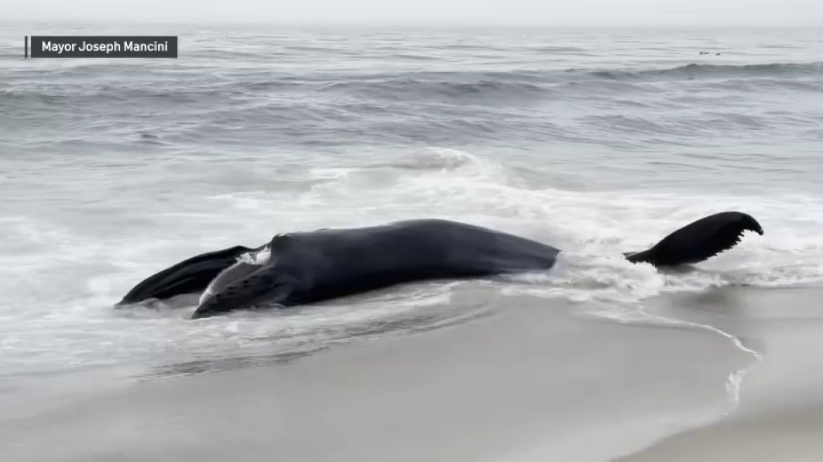 Dead humpback whale washes ashore in Long Beach Island – NBC10 Philadelphia