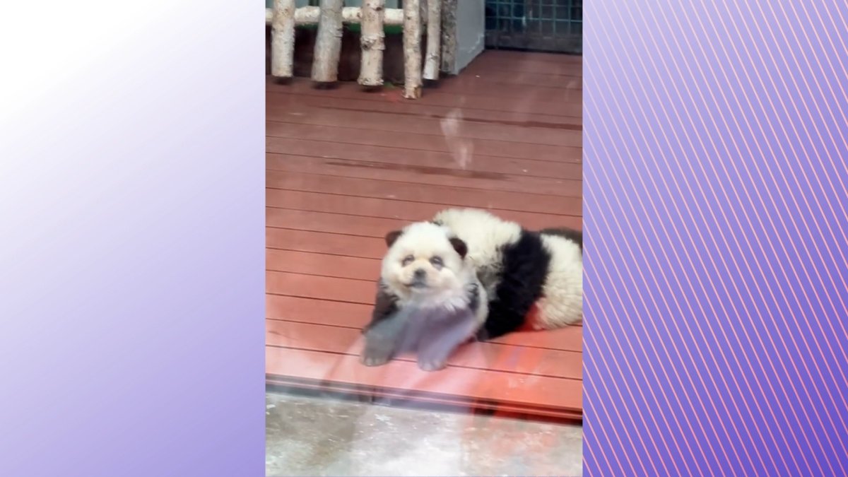 Chinese zoo dyes dogs to look like pandas – NBC10 Philadelphia
