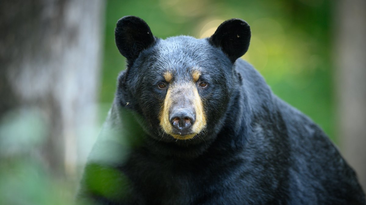 Large black bear spotted in Solebury Township, police say – NBC10 ...