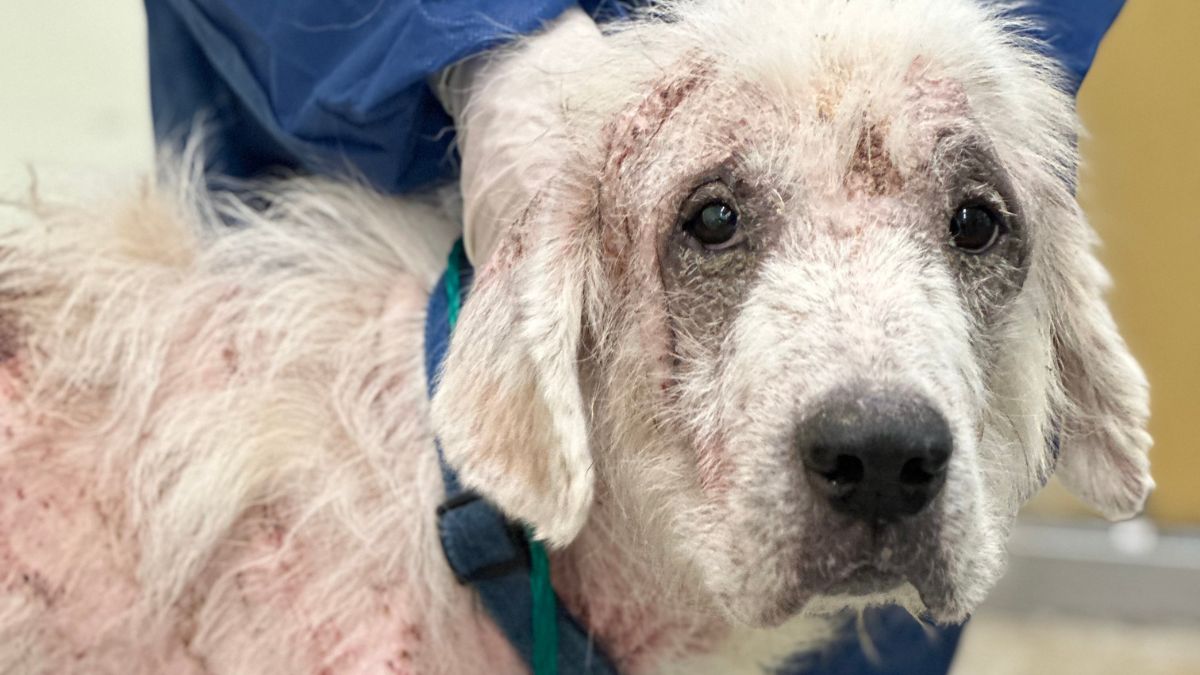 Nearly two dozen neglected animals rescued from Pennsylvania home ...