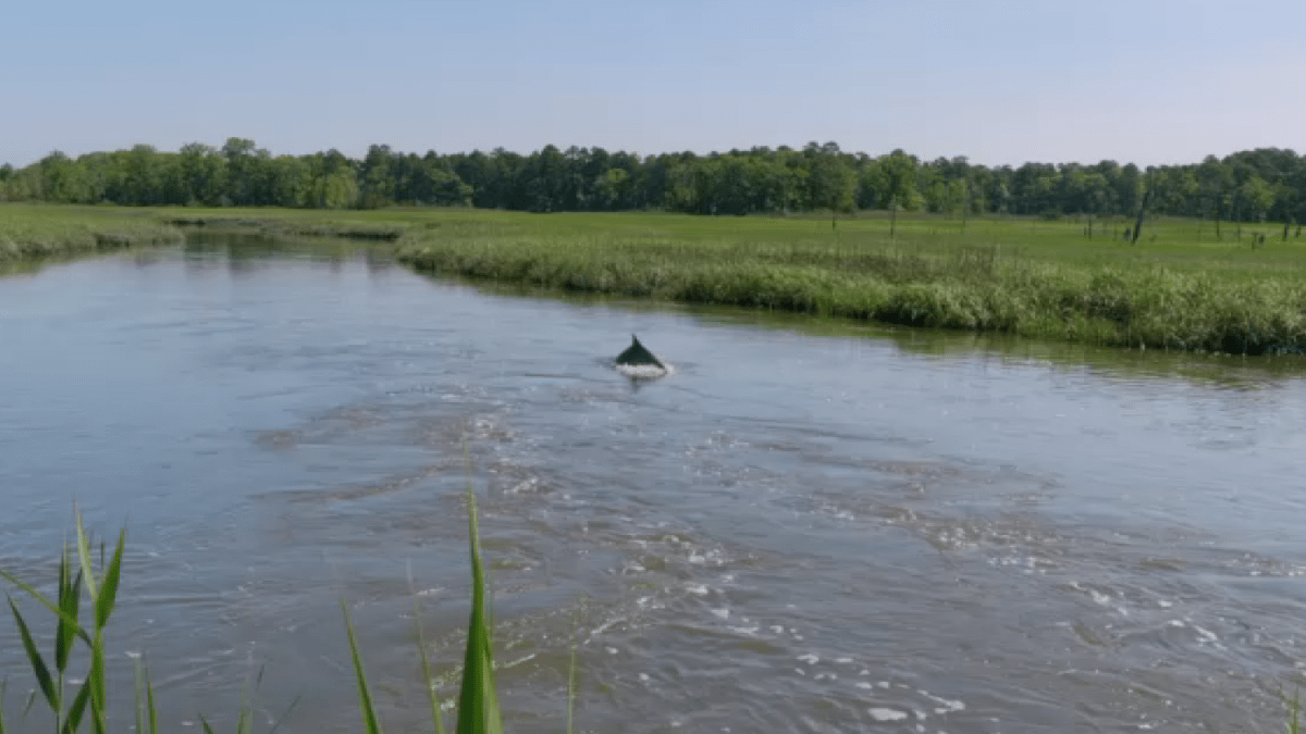 Dolphin becomes stuck in Cape May County creek in New Jersey – NBC10 ...