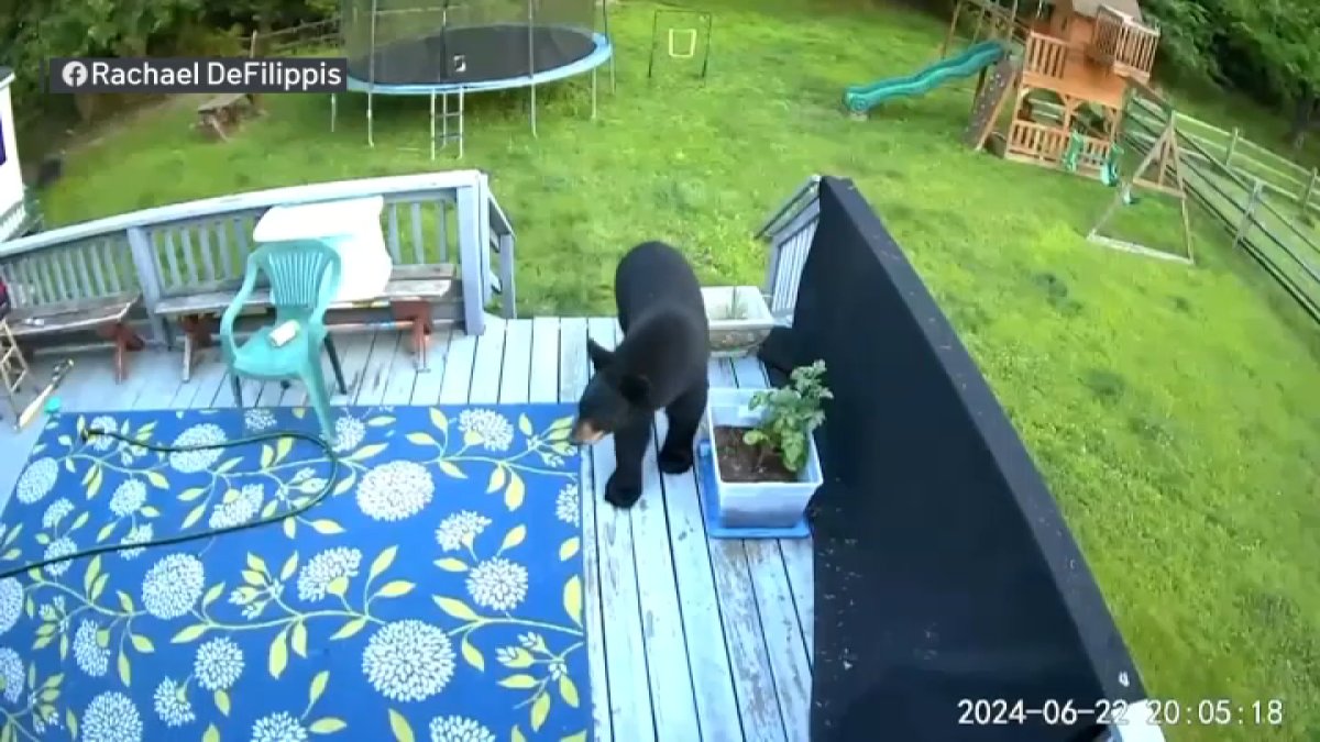 Bear sightings in Delaware neighborhood prompt police warning – NBC10 ...