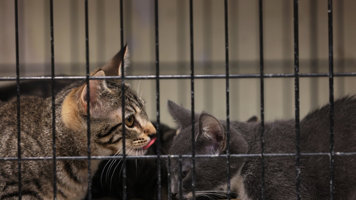 Pennsylvania SPCA offering cat adoptions for just $10 this weekend ...