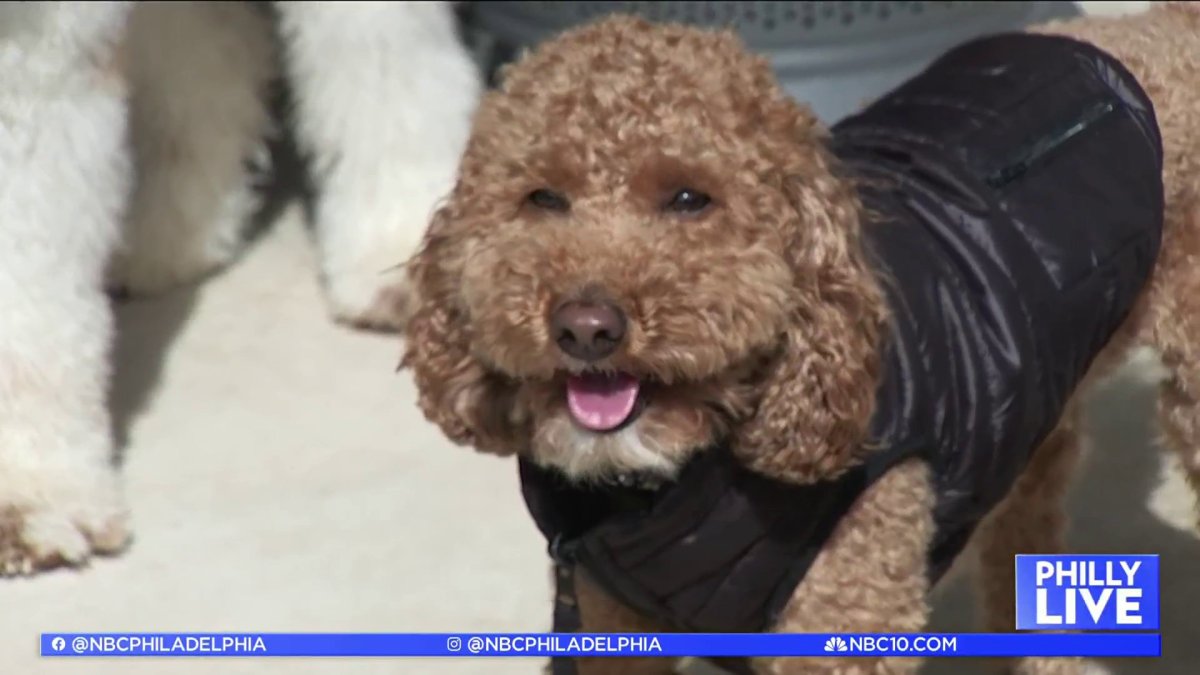 An inside look at the Boozy Mutt — an indoor and outdoor dog bar in ...