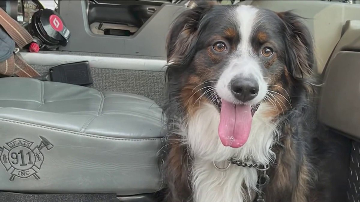 Family speaks after 3-year-old dog dies unexpectedly at groomer – NBC10 ...