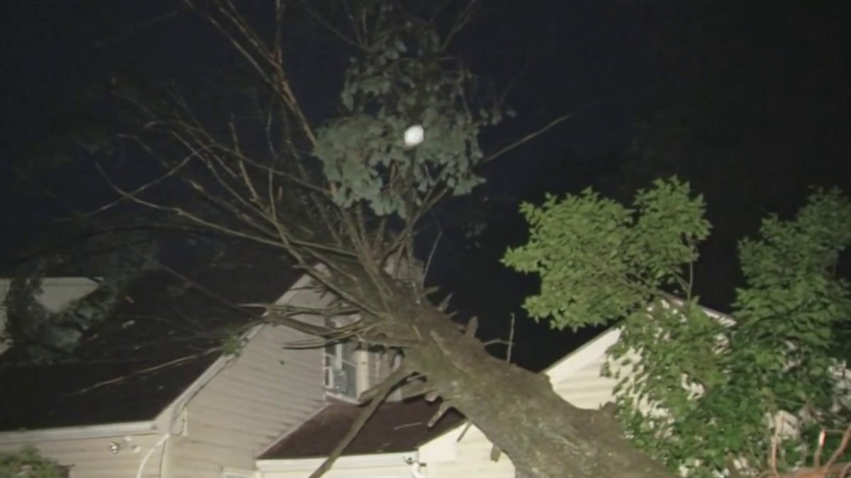 ‘Not something you want to come home to’: Trees tip over onto Chester ...