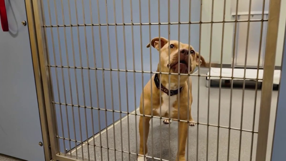 Respiratory virus spreading rapidly among dogs at shelters in Delaware ...