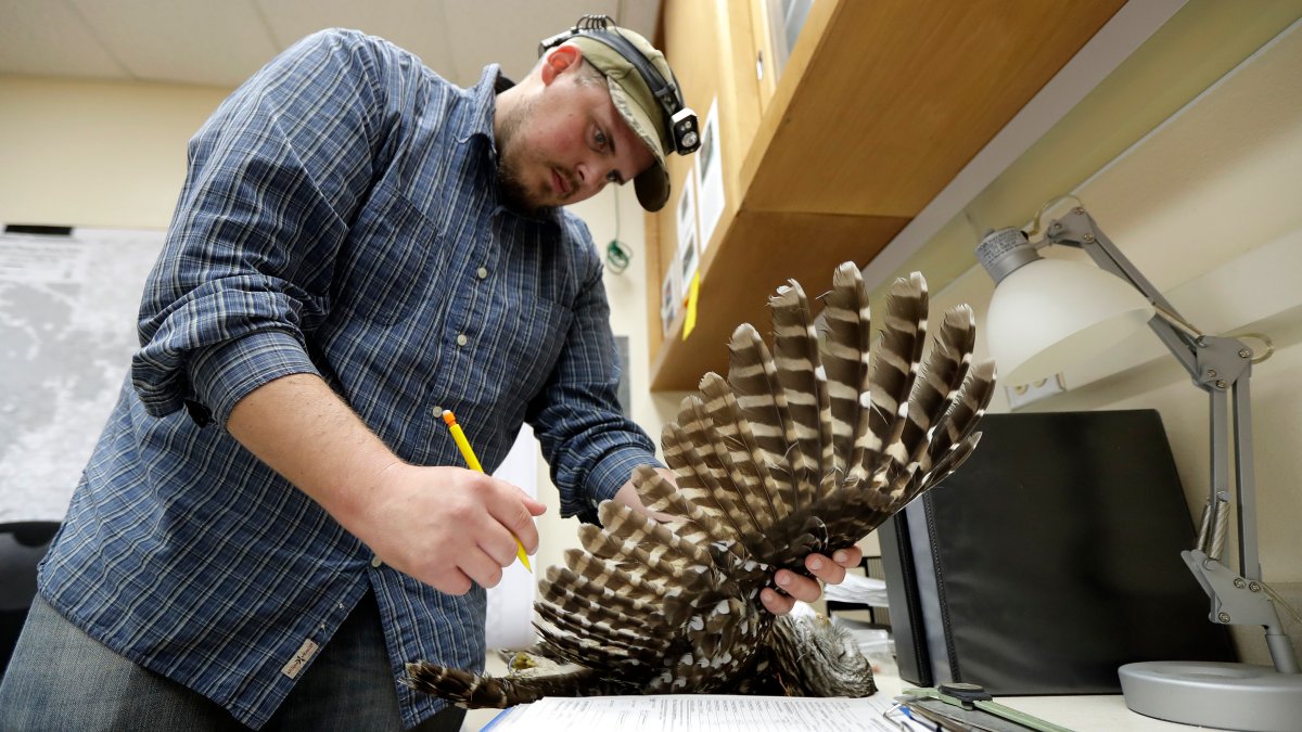 To save spotted owls, US officials plan to kill hundreds of thousands ...