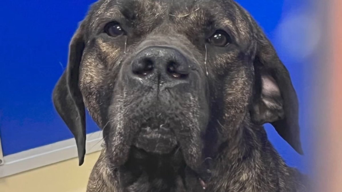 Temple University officers rescue dog in North Philly – NBC10 Philadelphia
