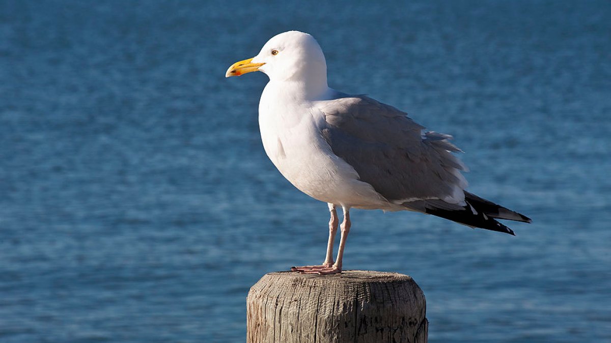 Man decapitates seagull in North Wildwood, NJ, police say – NBC10 ...