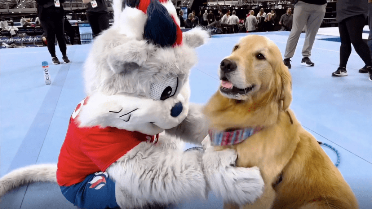 Meet Team USA’s MVP — most valuable pup, Beacon the therapy dog – NBC10 ...
