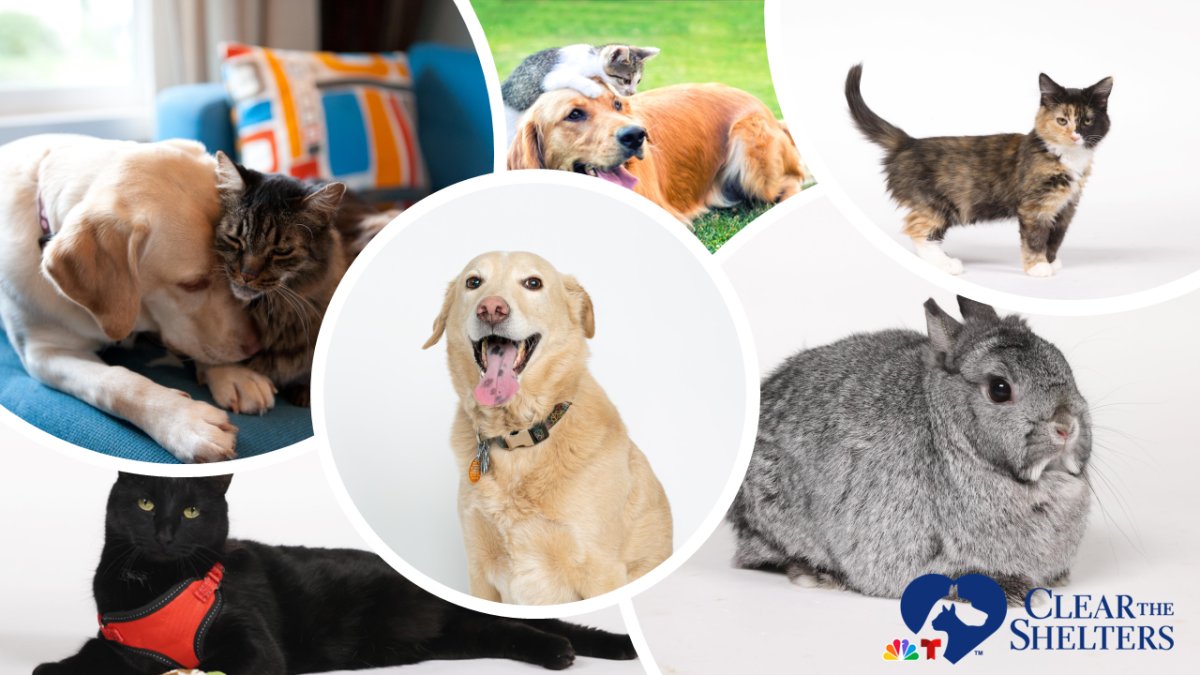 Clear the Shelters Returns for 10th Year Campaign – NBC10 Philadelphia