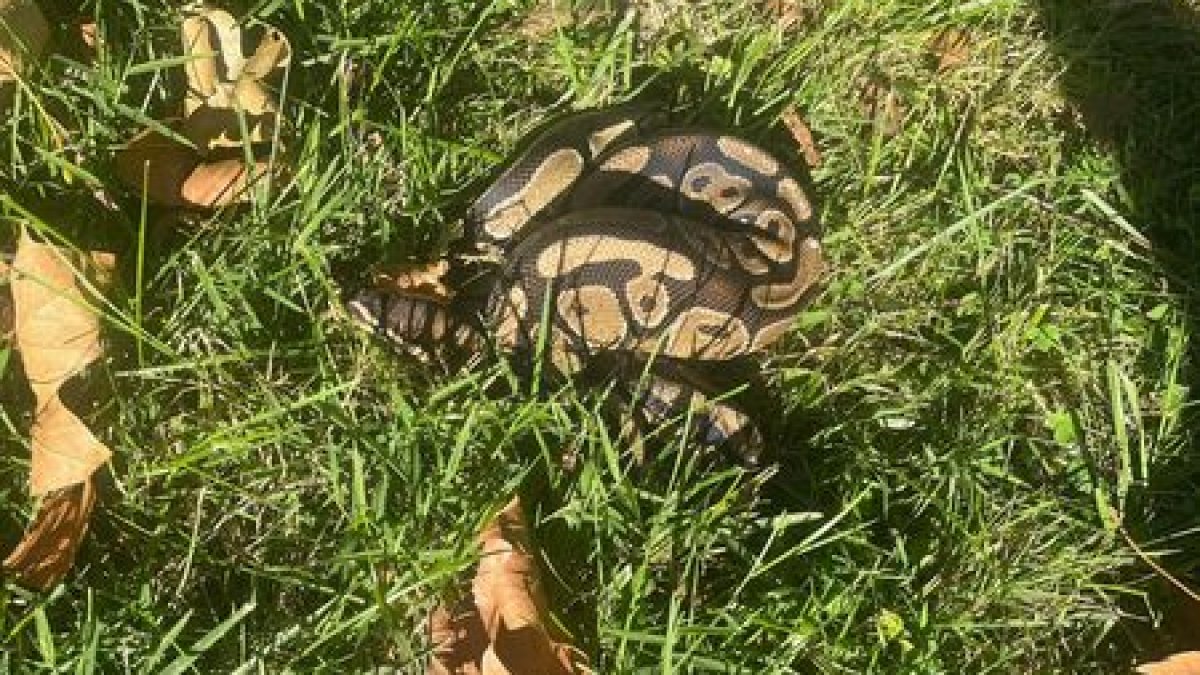 Ball python found in Radnor Township, owner sought – NBC10 Philadelphia