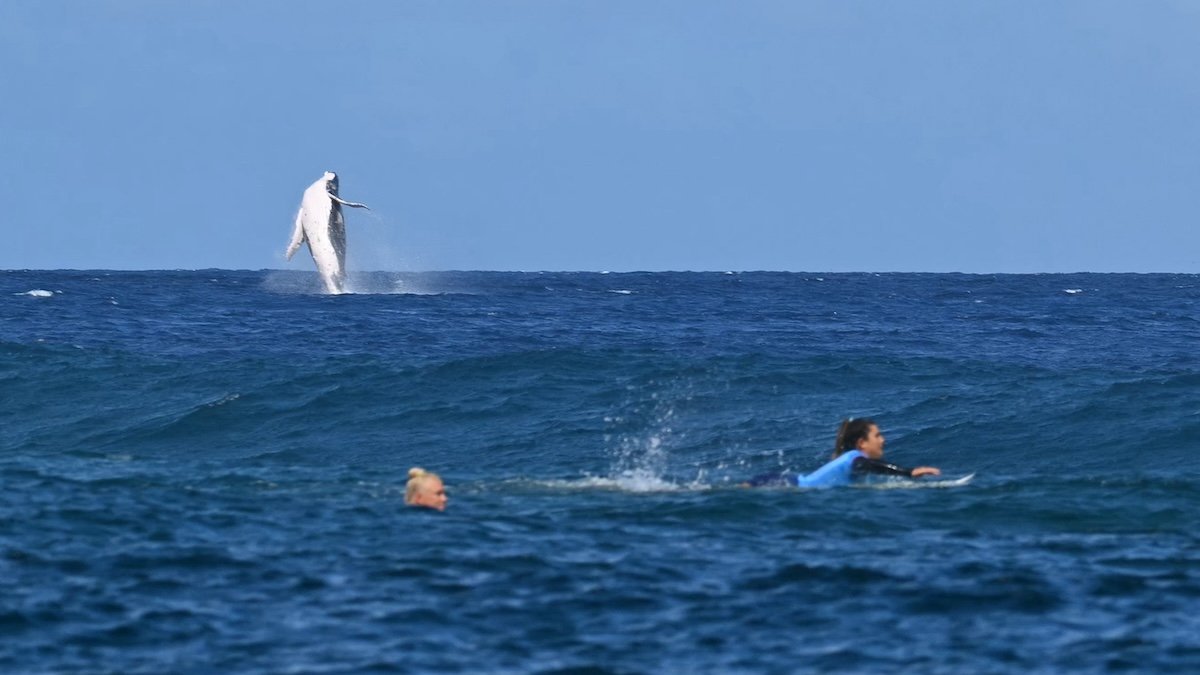 Whale stops by 2024 Olympic surfing semifinals in Tahiti – NBC10 ...
