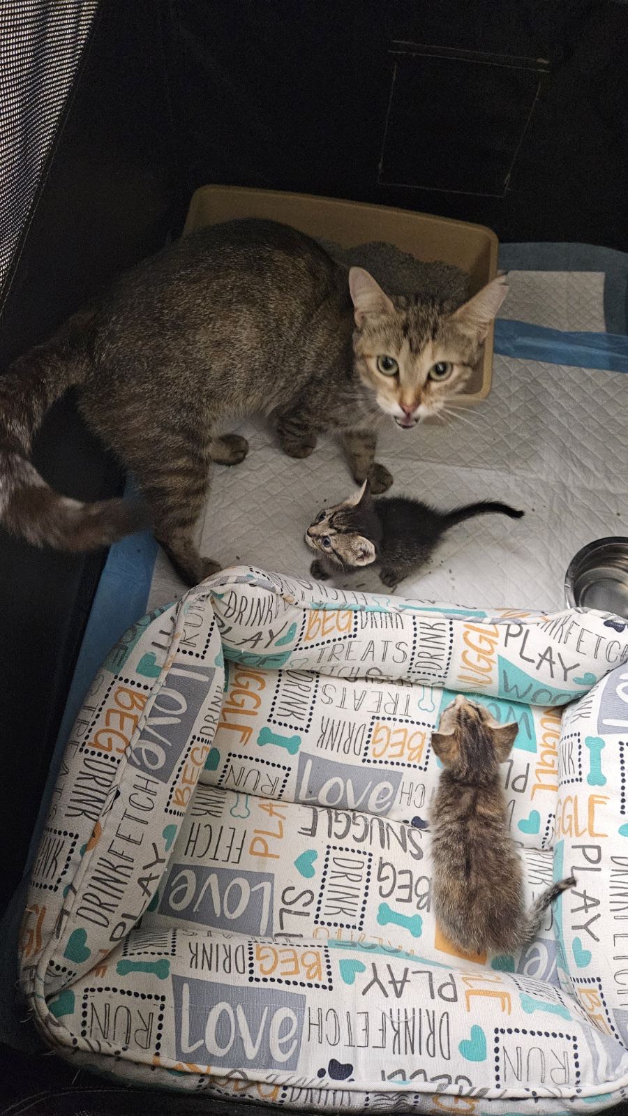 SEPTA employees pull cat, kittens from walls, ceiling of 63rd Street ...