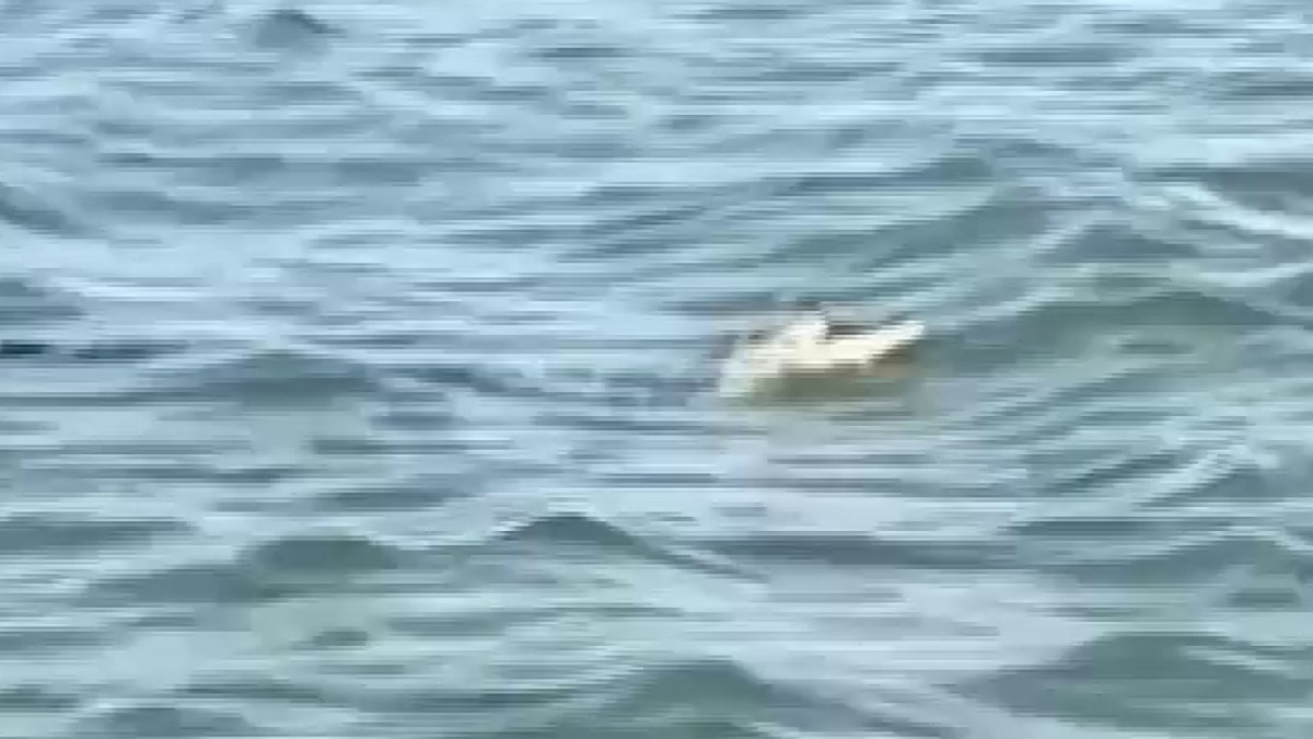 Alligator sighting in Lake Erie prompts search – NBC10 Philadelphia