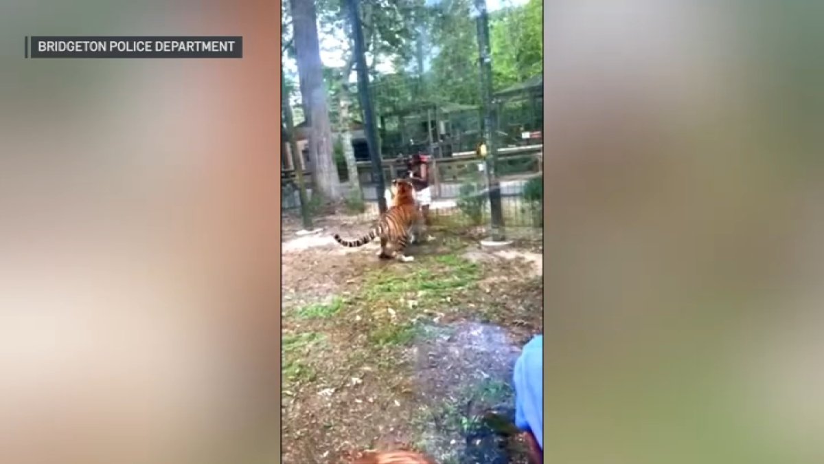 Video: Woman entices tiger at Cohanzick Zoo in Bridgeton, NJ – NBC10 ...