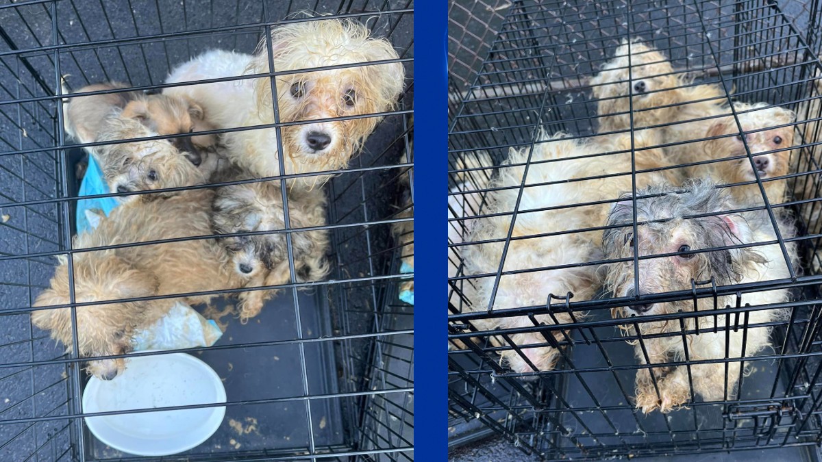 Dozens of dogs, cats and other animals in ‘horrid’ condition rescued ...