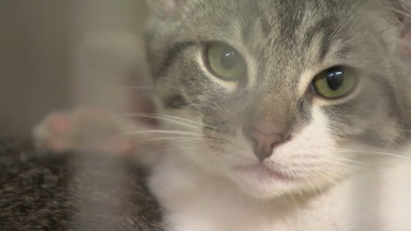Atlantic City teen charged in cat throwing offences, police say – NBC10 ...