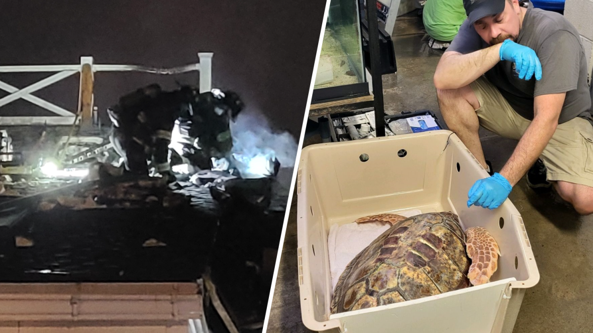 Turtle Back Zoo lightning strike causes fire – NBC10 Philadelphia